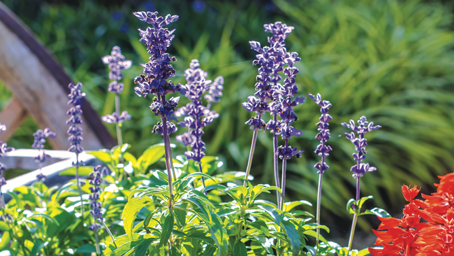 Veronica (Speedwell): How to Plant, Grow, and Care for Veronica Plants ...