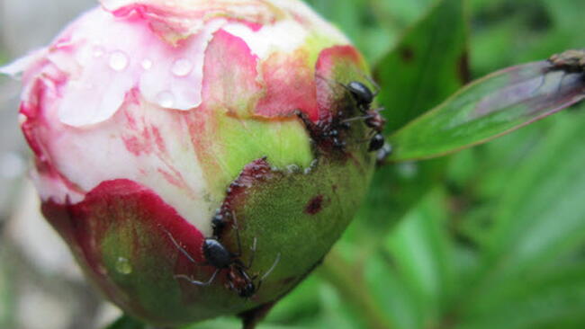 Ants on Peonies: Why Are There Ants on My Peonies? | The Old Farmer's ...