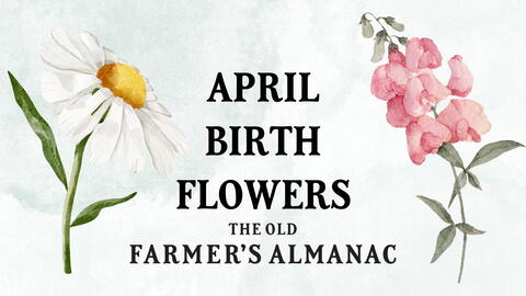April Birth Flowers: Daisy and Sweet Pea Meanings & Symbolism | The Old ...