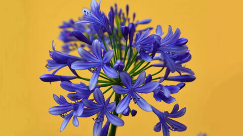 African Blue Lily: How to Plant and Care for Agapanthus
