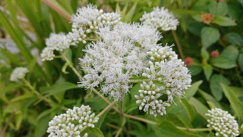 How to Grow Boneset: A Native Wildflower for Pollinators and Healing ...