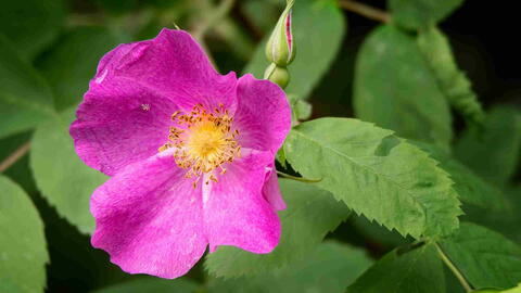 Native Roses: Wild Roses of North America & How to Grow Them | Almanac.com
