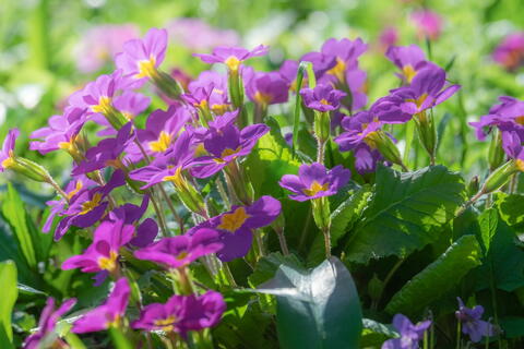 February Birth Flowers: Primrose and Violet | What Do They Mean? | The ...