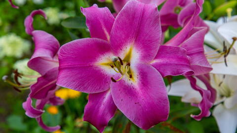 Discover 10 Types of Lilies to Grow in the Garden | Almanac.com