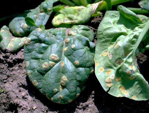 Rust: How to Identify, Control, and Prevent Garden Diseases | The Old ...