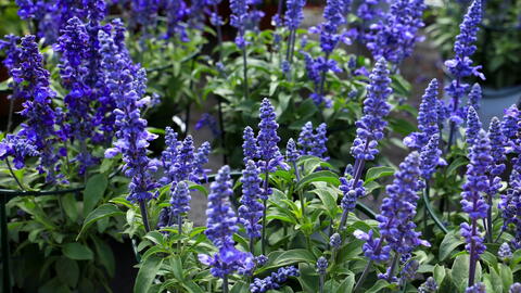 Salvia: How to Plant, Grow, and Care for Salvia Flowers (Sage) | The ...