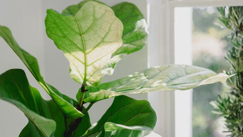 Fiddle Leaf Fig Care: How to Grow and Maintain Ficus lyrata Indoors ...