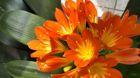 Clivia Plant Care: How to Get Clivia to Bloom| Almanac.com