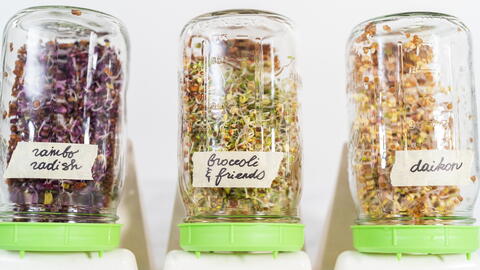 How to Grow Sprouts in a Jar: 7 Steps to Sprout Heaven | Almanac.com