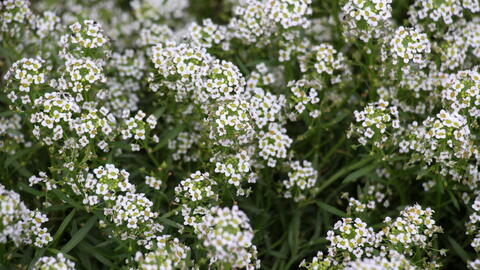 Growing Sweet Alyssum Plants: A Flowering Ground Cover | Almanac.com
