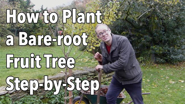 How to Plant a Bare-Root Tree | Almanac.com
