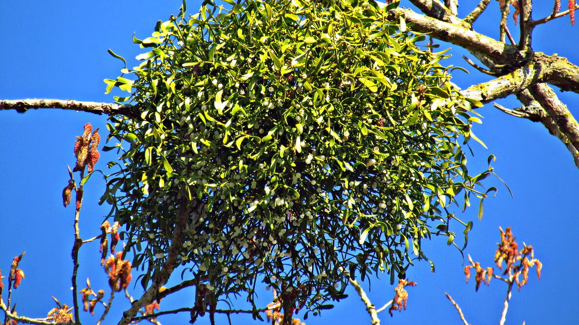 Why Do We Kiss Under the Mistletoe? | Mistletoe Folklore | The Old ...