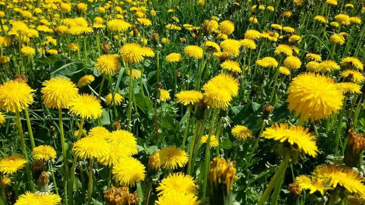 Dandelion Health Benefits | Almanac.com