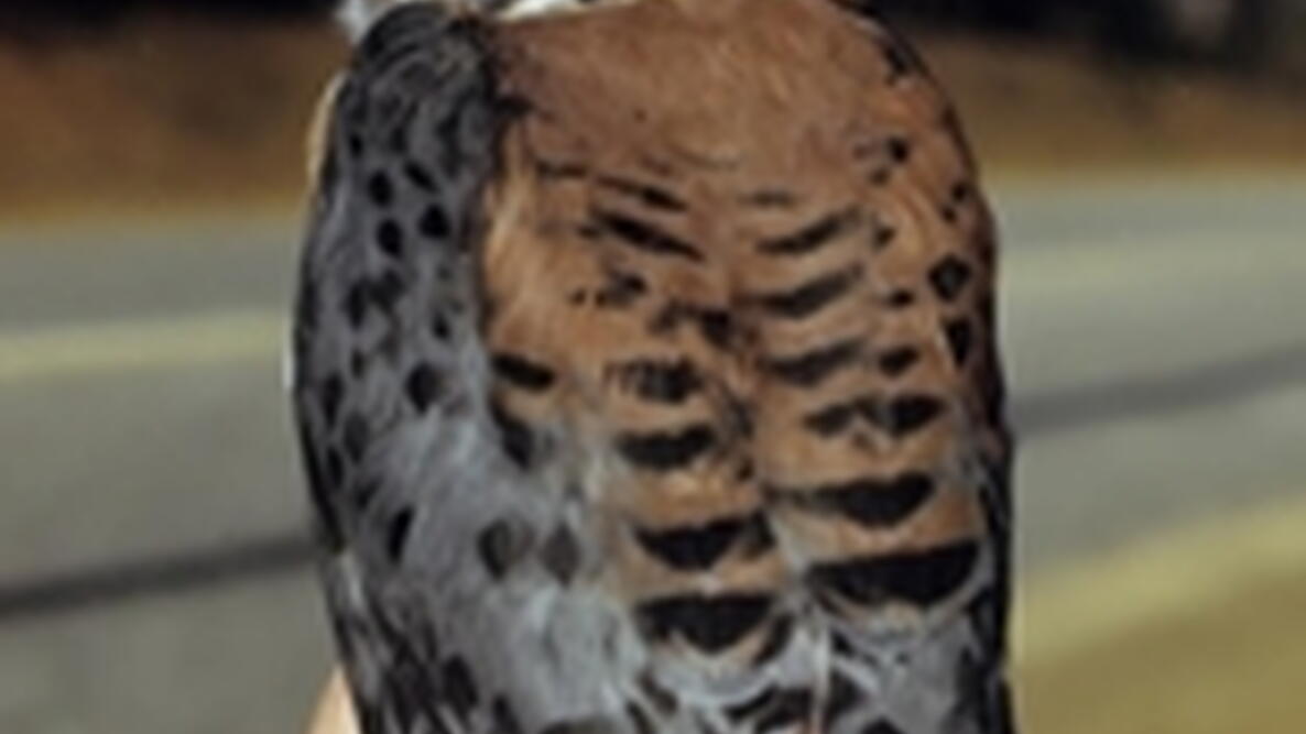 Bird Sounds and Calls of the American Kestrel | The Old Farmer's Almanac
