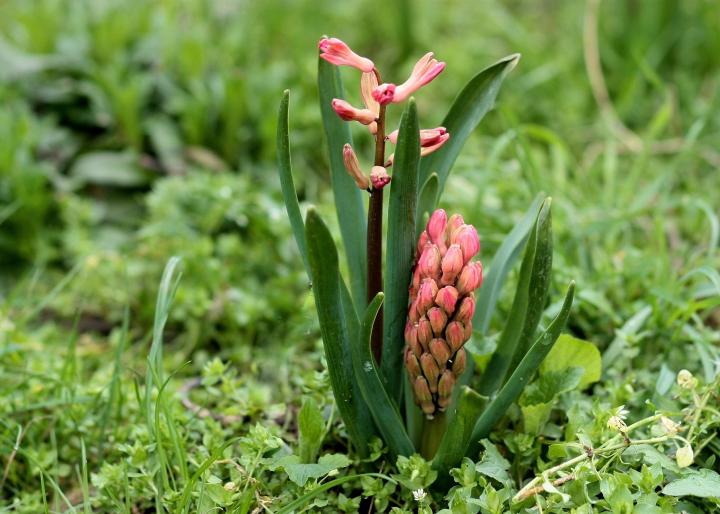 Hyacinths: Planting and Caring for Hyacinth Flowers | The Old Farmer's ...