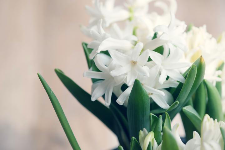 Hyacinths: Planting and Caring for Hyacinth Flowers | The Old Farmer's ...