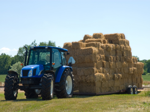 Beauty- Gods Way #BGW: Hostas, the evolution of American barns, holy basil